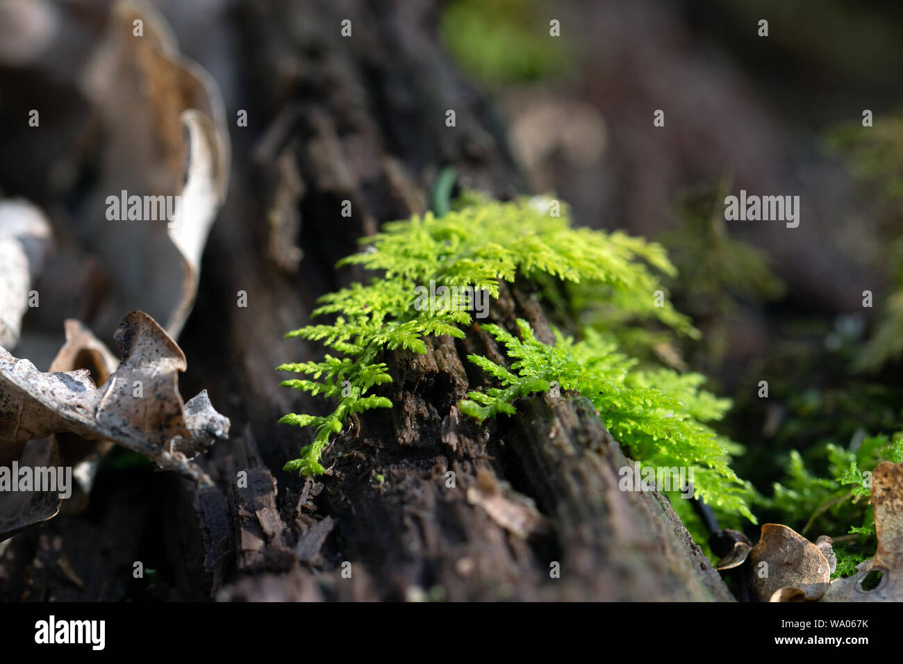 young moss on death wood Stock Photo - Alamy