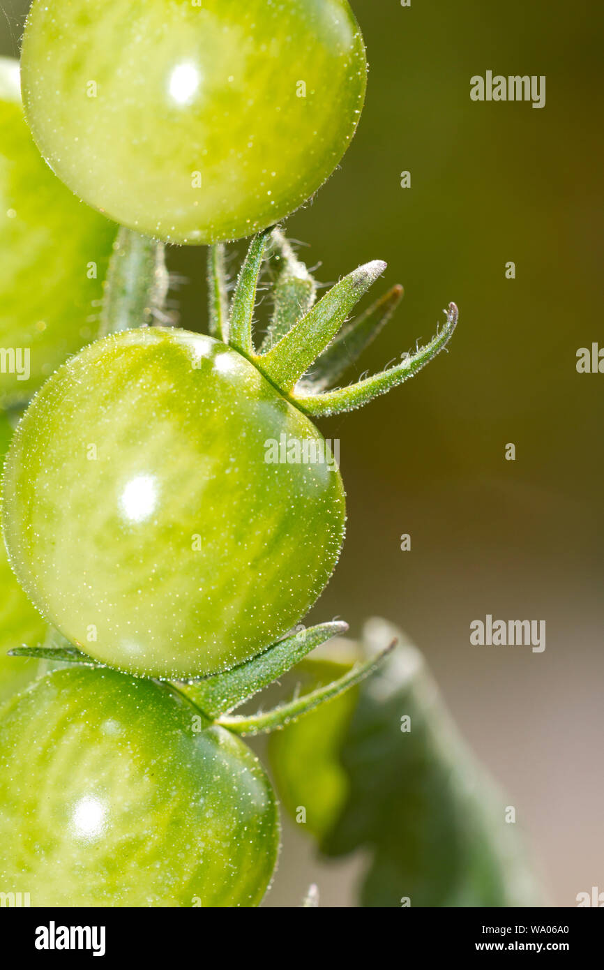 Kirschtomate hi-res stock photography and images - Alamy
