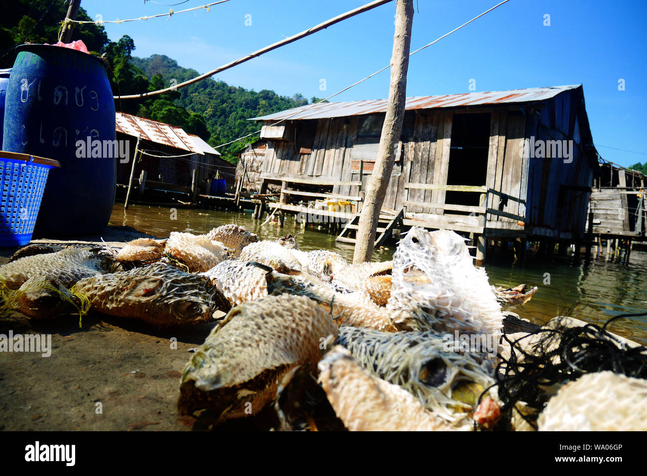 Puffer shark hi-res stock photography and images - Alamy