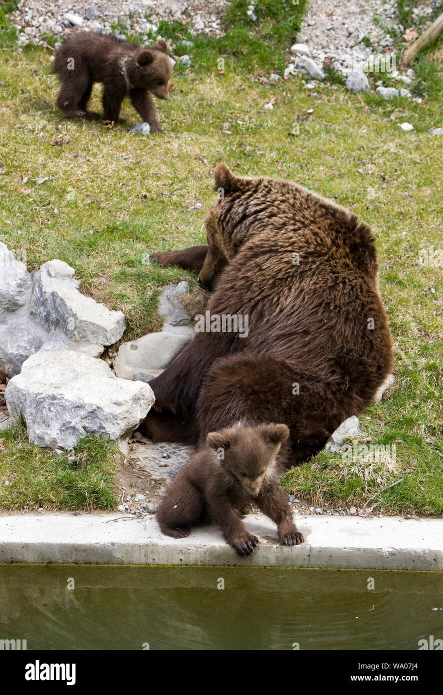 Switzerland, Berne, Bear, Baerenpark Bern , 30057246 *** Local Caption ...