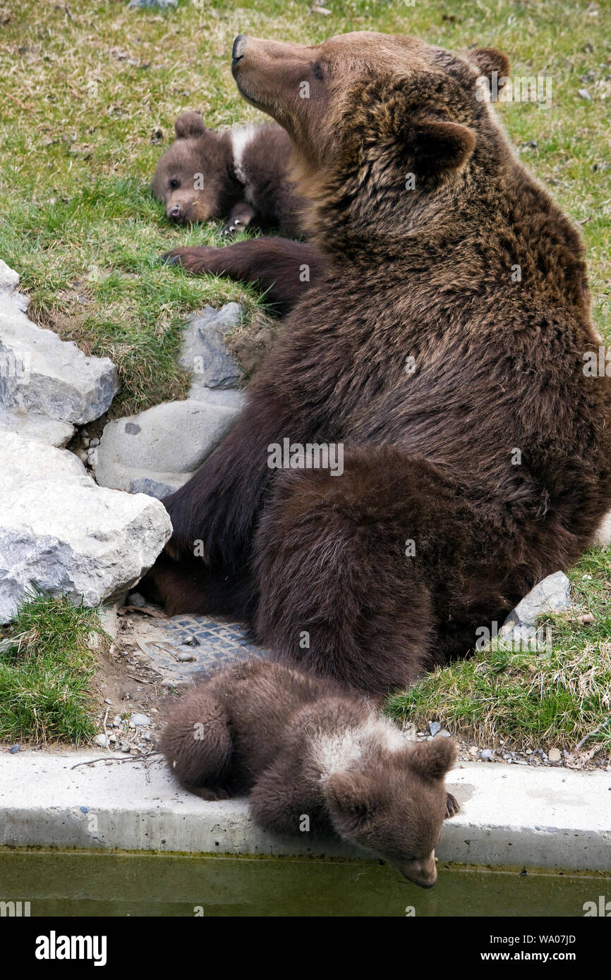 Switzerland, Berne, Bear, Baerenpark Bern , 30057253 *** Local Caption ...