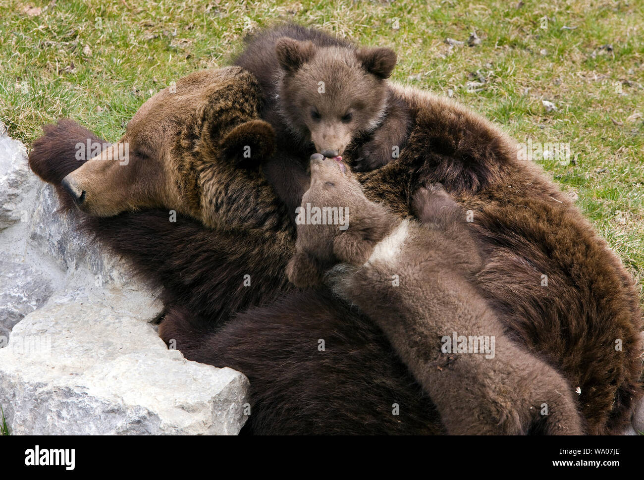Switzerland, Berne, Bear, Baerenpark Bern , 30057251 *** Local Caption ...