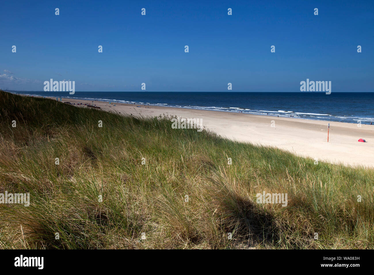 Dune landscape on the beach of Egmond,North sea , Holland, Netherlands ...