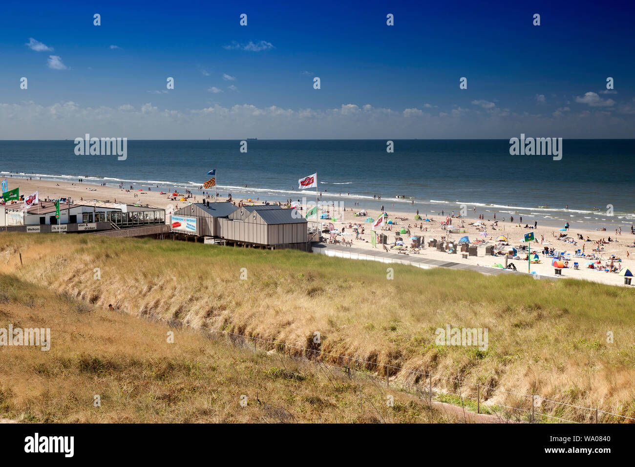 Dune landscape on the beach of Egmond,North sea , Holland, Netherlands ...