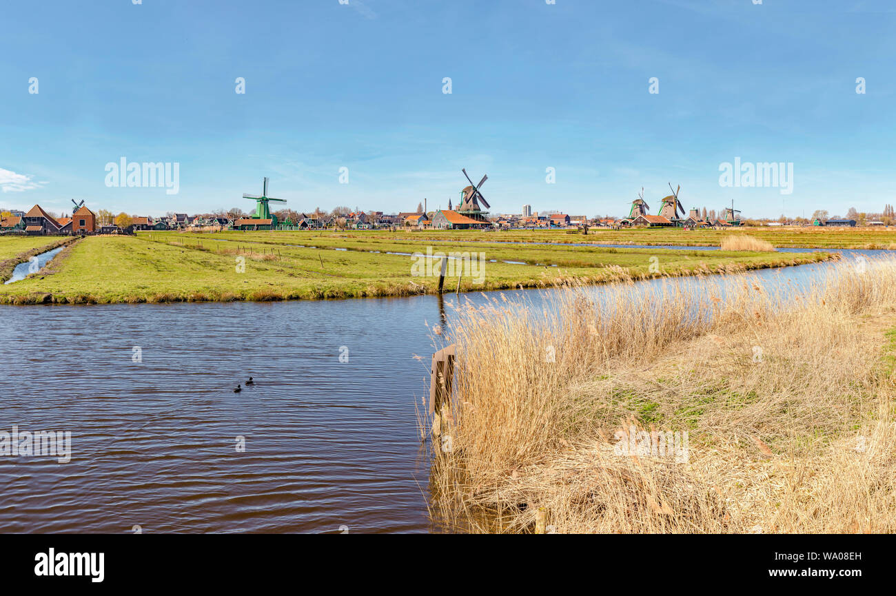 Polder with canals and ditches with windmills along the river Zaan ...