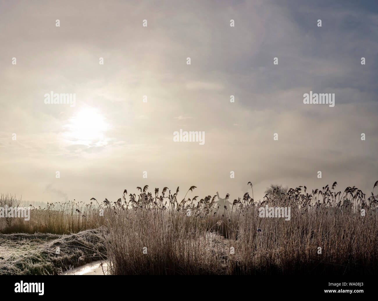Frosted reed border in pale sunshine, Zaandam, Noord-Holland ...