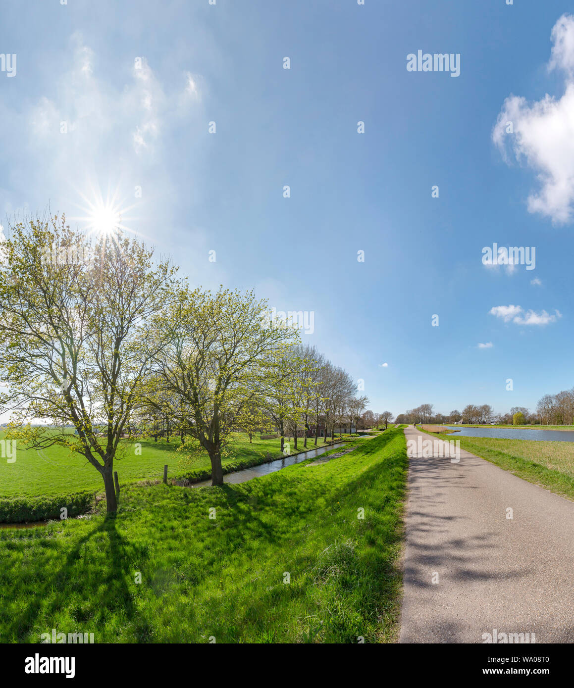 Trees along a dike, Rustenburg, Noord-Holland Netherlands, 30062939 ...