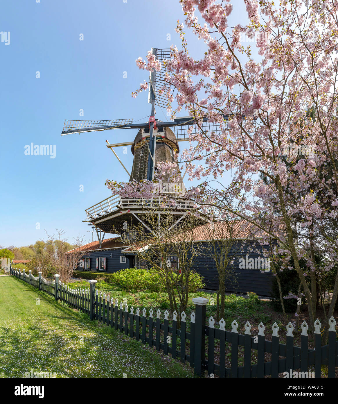 Gallery windmill called Leonide, cherry blossom, Anna Paulowna, Noord ...