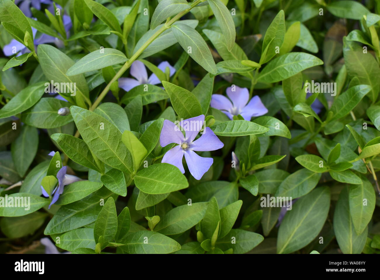Vinca minor (common names lesser periwinkle, dwarf periwinkle, small ...