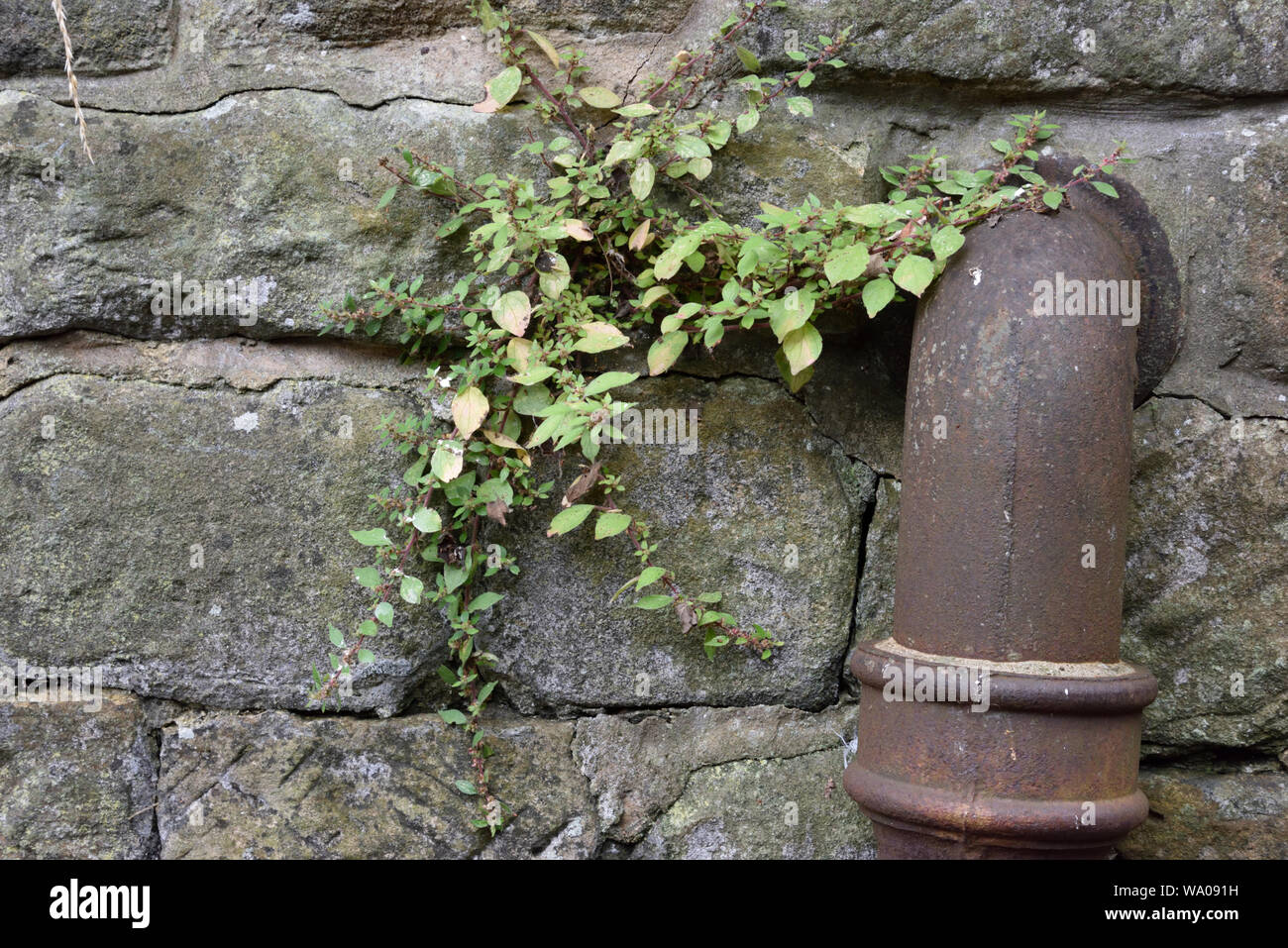 Narrow streets of whitby hi-res stock photography and images - Alamy