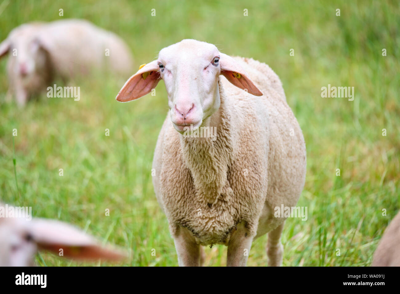 Grassing hi-res stock photography and images - Alamy