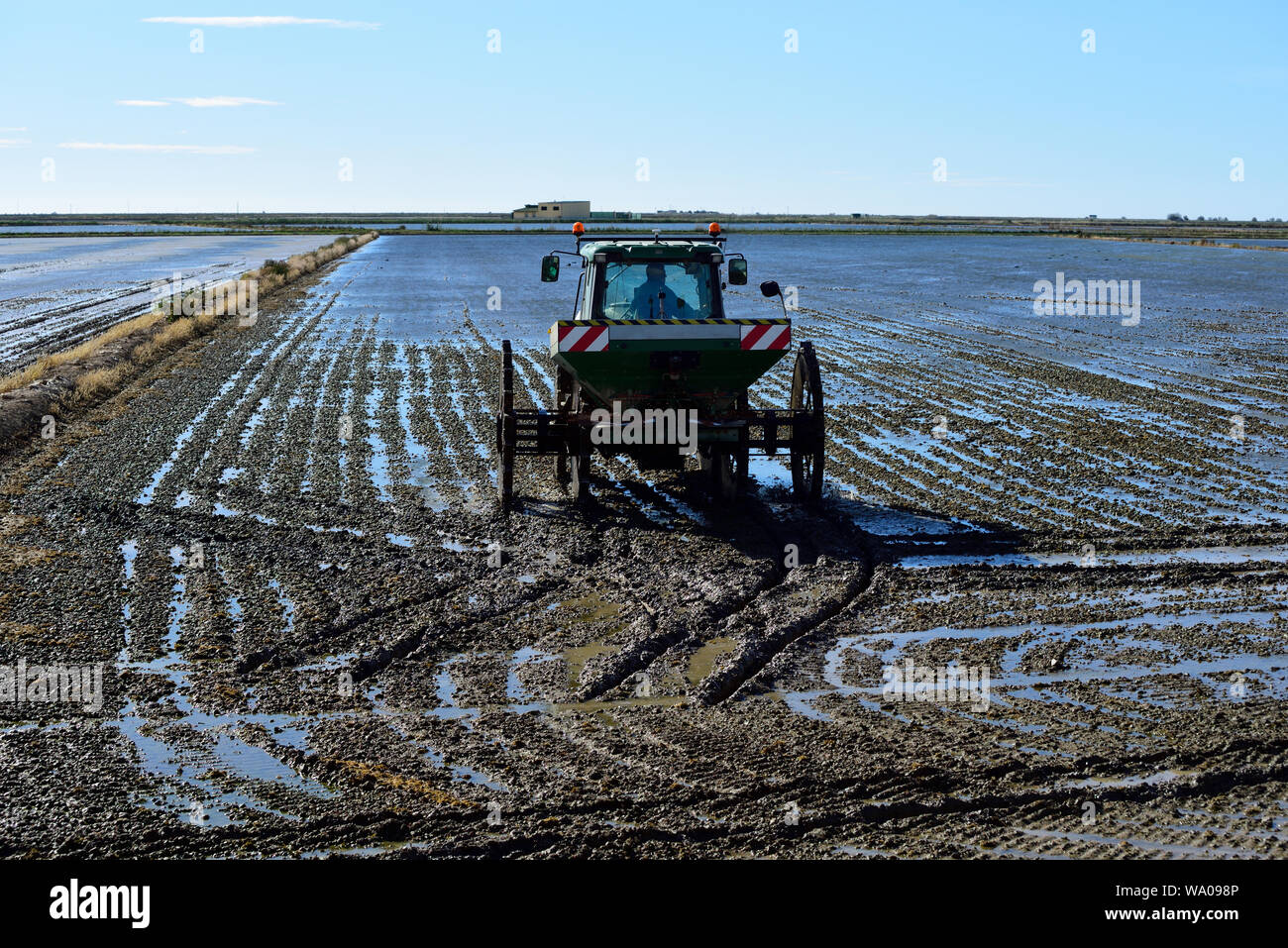 Sowing of paddy hi-res stock photography and images - Alamy
