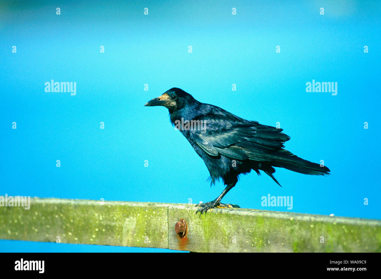 Corvidae bird hi-res stock photography and images - Alamy