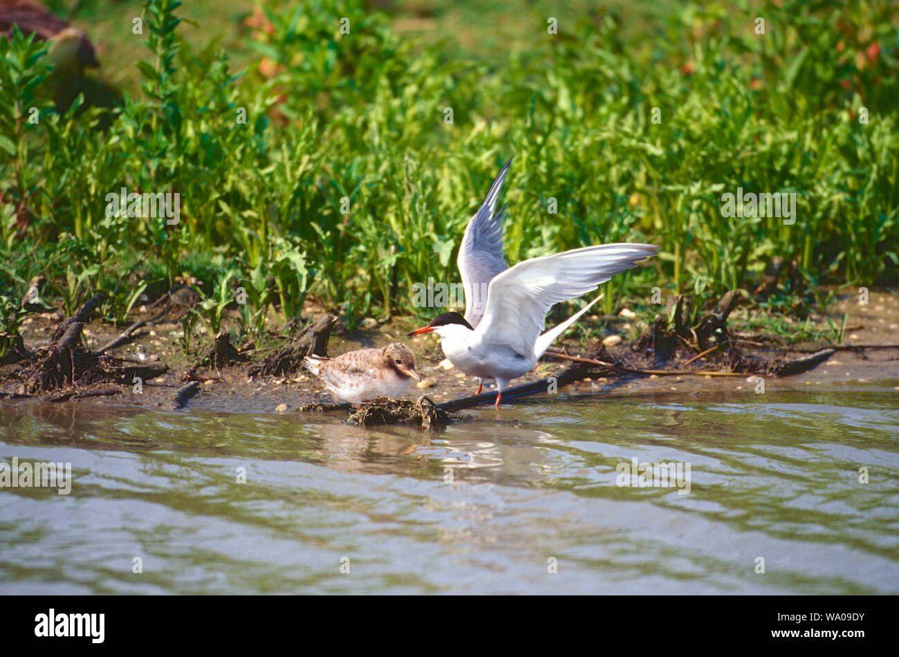 Flev hi-res stock photography and images - Alamy