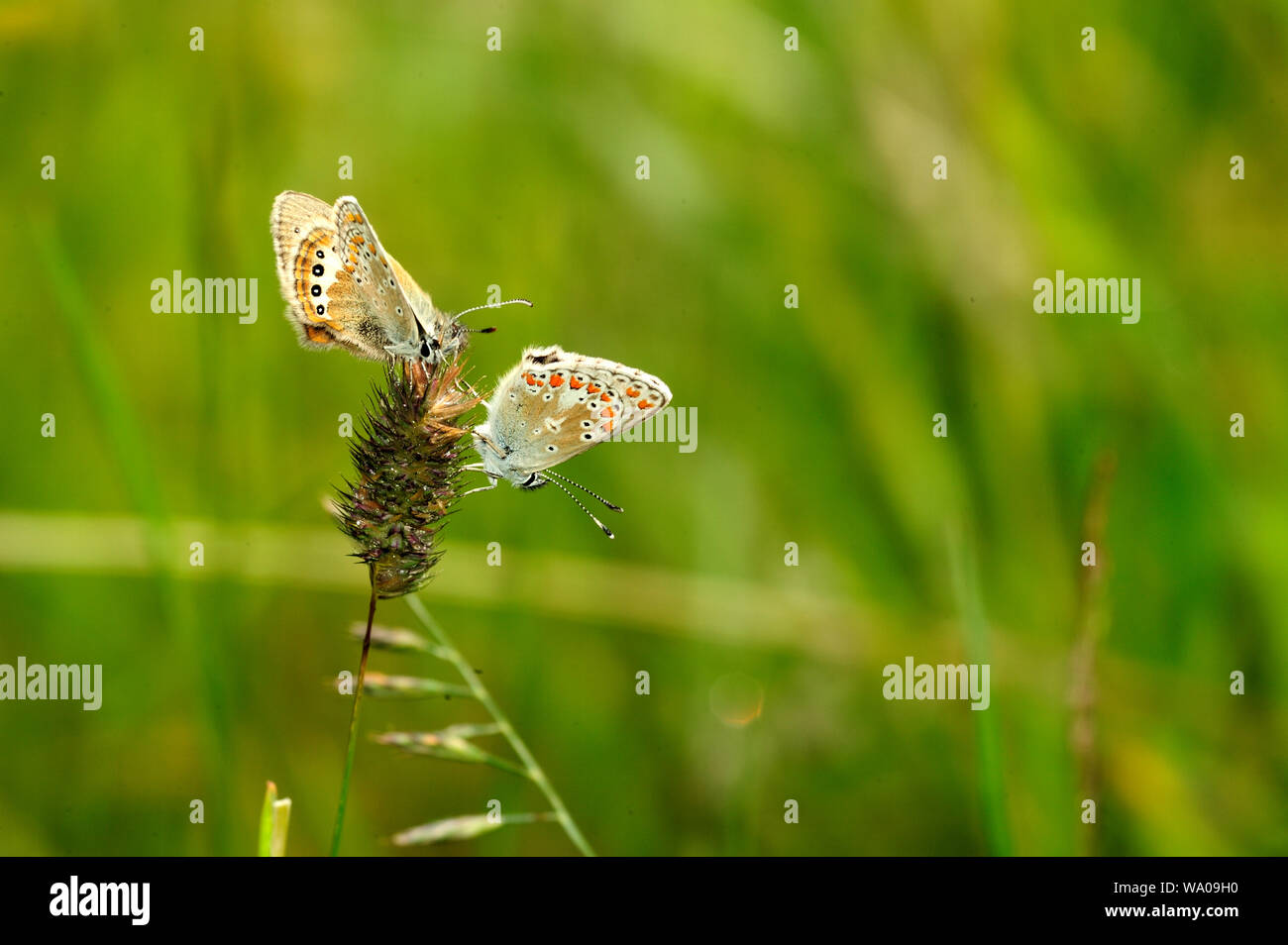 Zephyr hi-res stock photography and images - Alamy