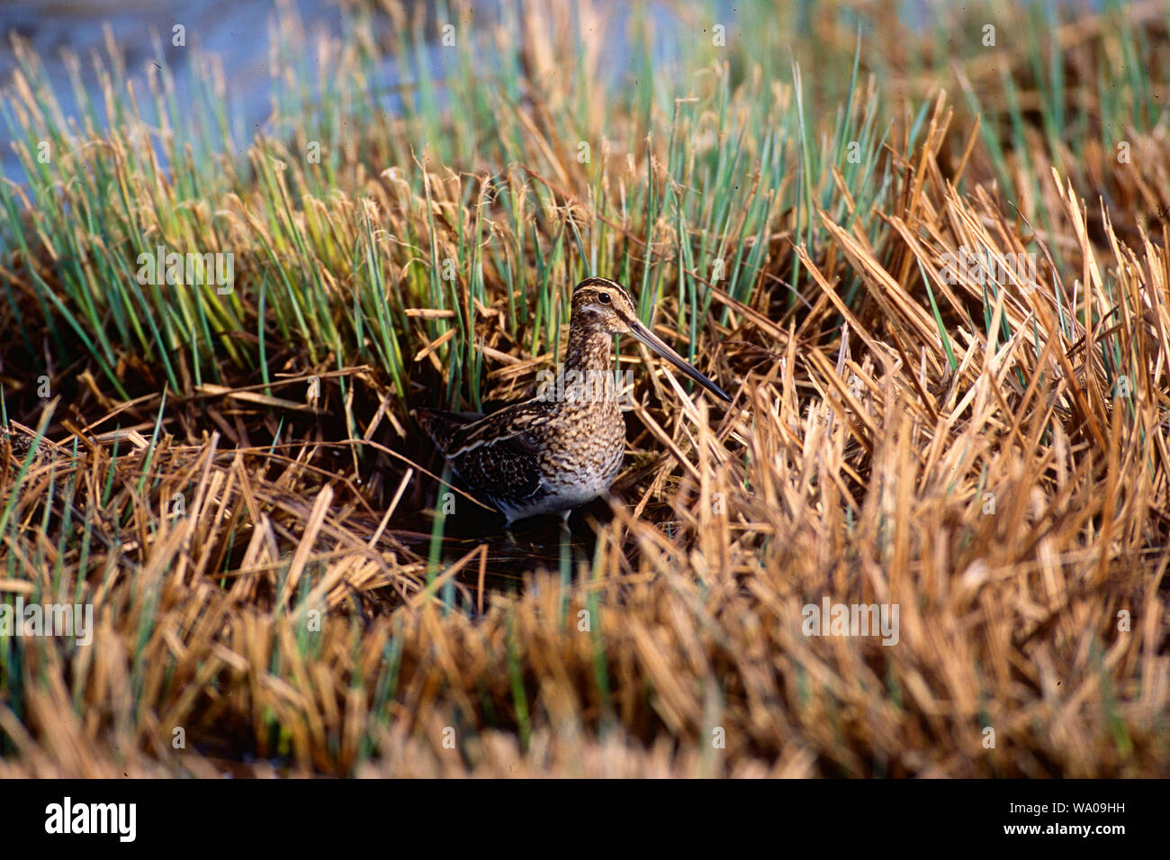 Snipe bird hi-res stock photography and images - Alamy