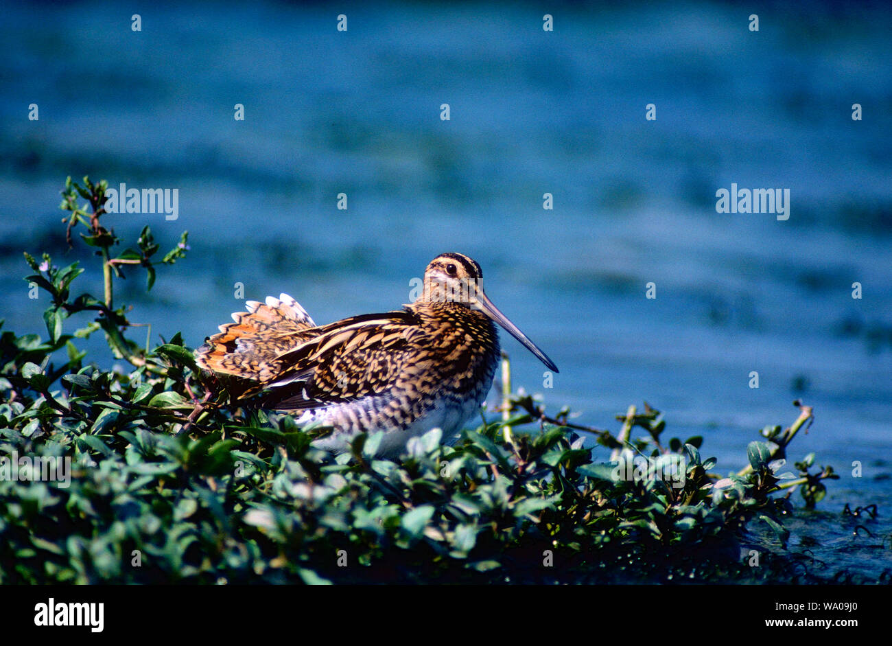 Snipe bird hi-res stock photography and images - Alamy