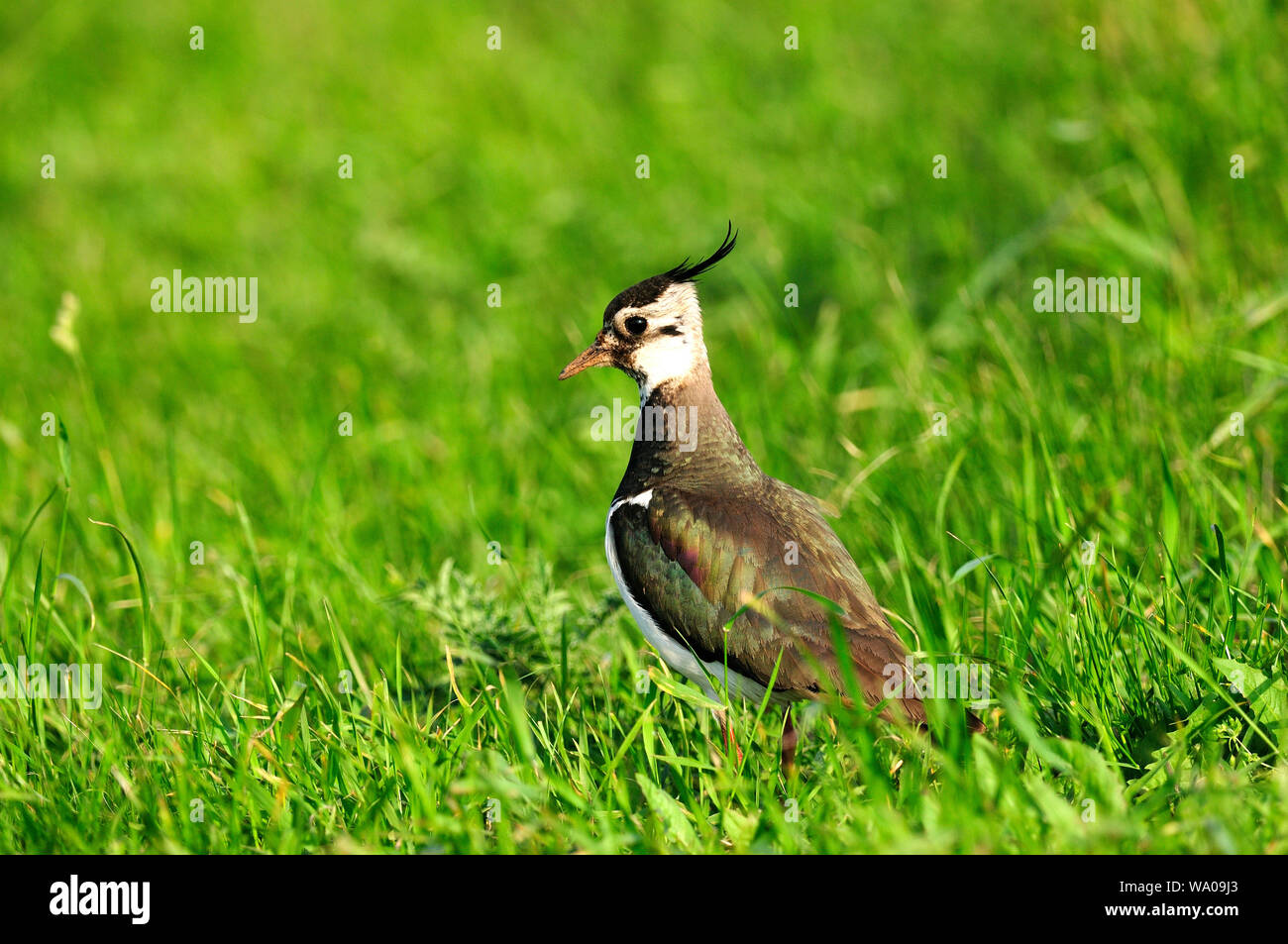 Lapwing Female High Resolution Stock Photography and Images - Alamy
