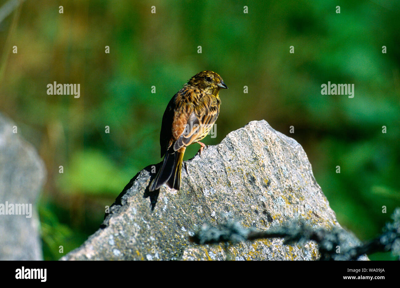 Yellowhammer female hi-res stock photography and images - Alamy