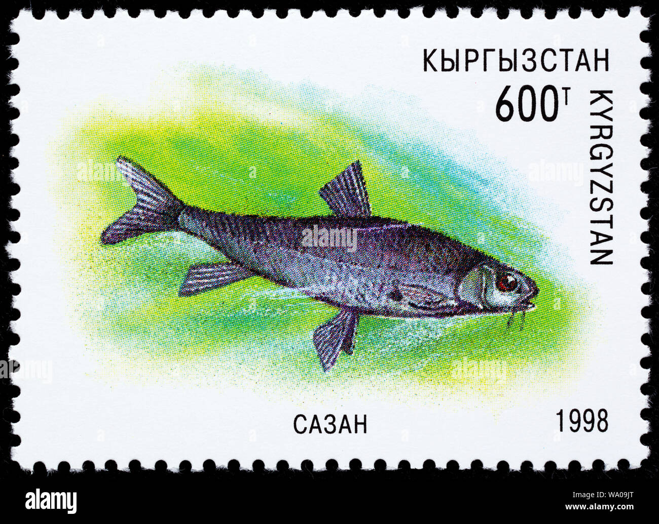 Marinka Snowtrout, Schizothorax pseudaksaiensis, postage stamp ...