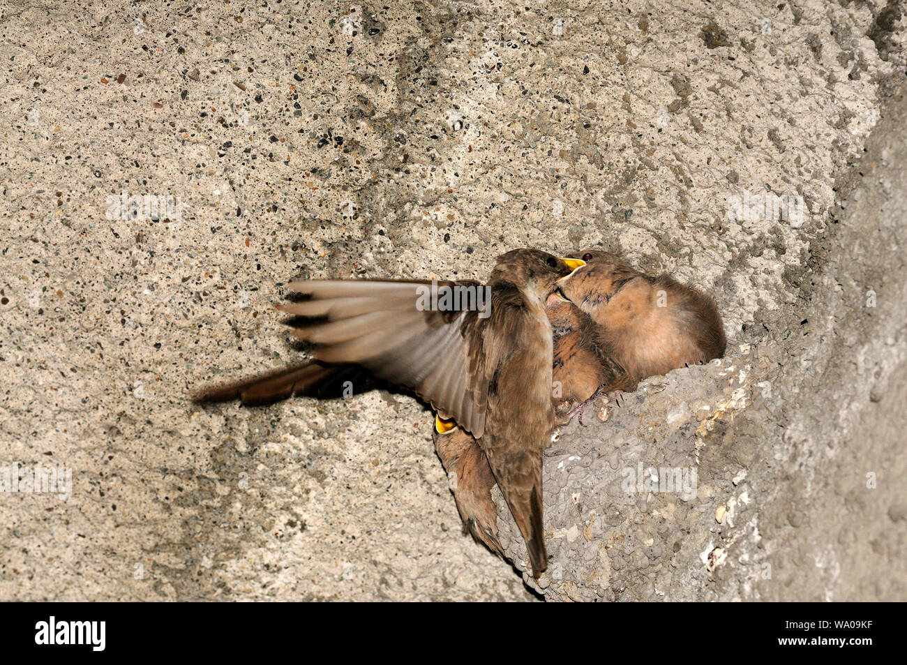 Nest In The Pipe High Resolution Stock Photography and Images - Alamy
