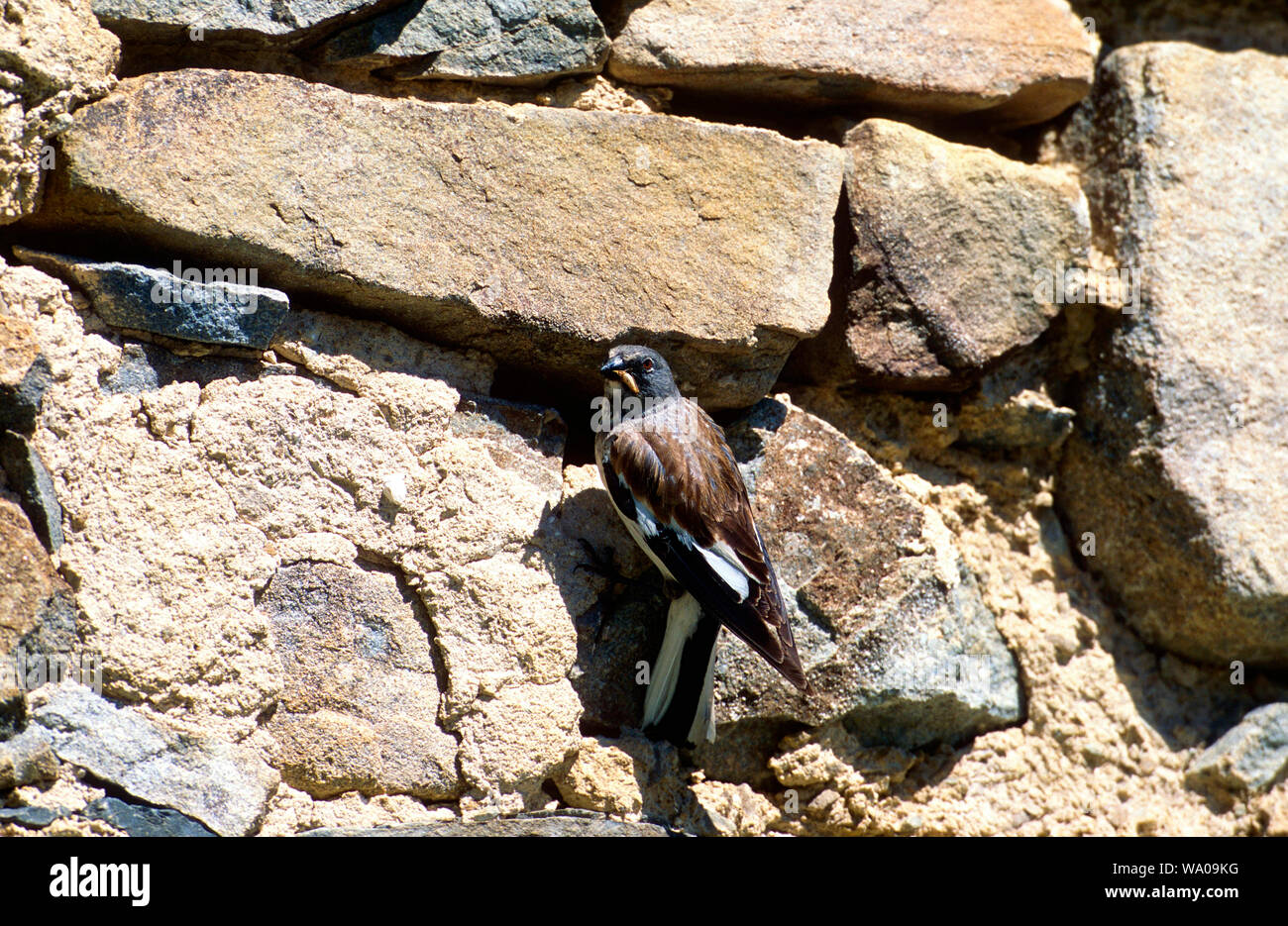 White winged snow finch montifringilla nivalis hi-res stock photography ...