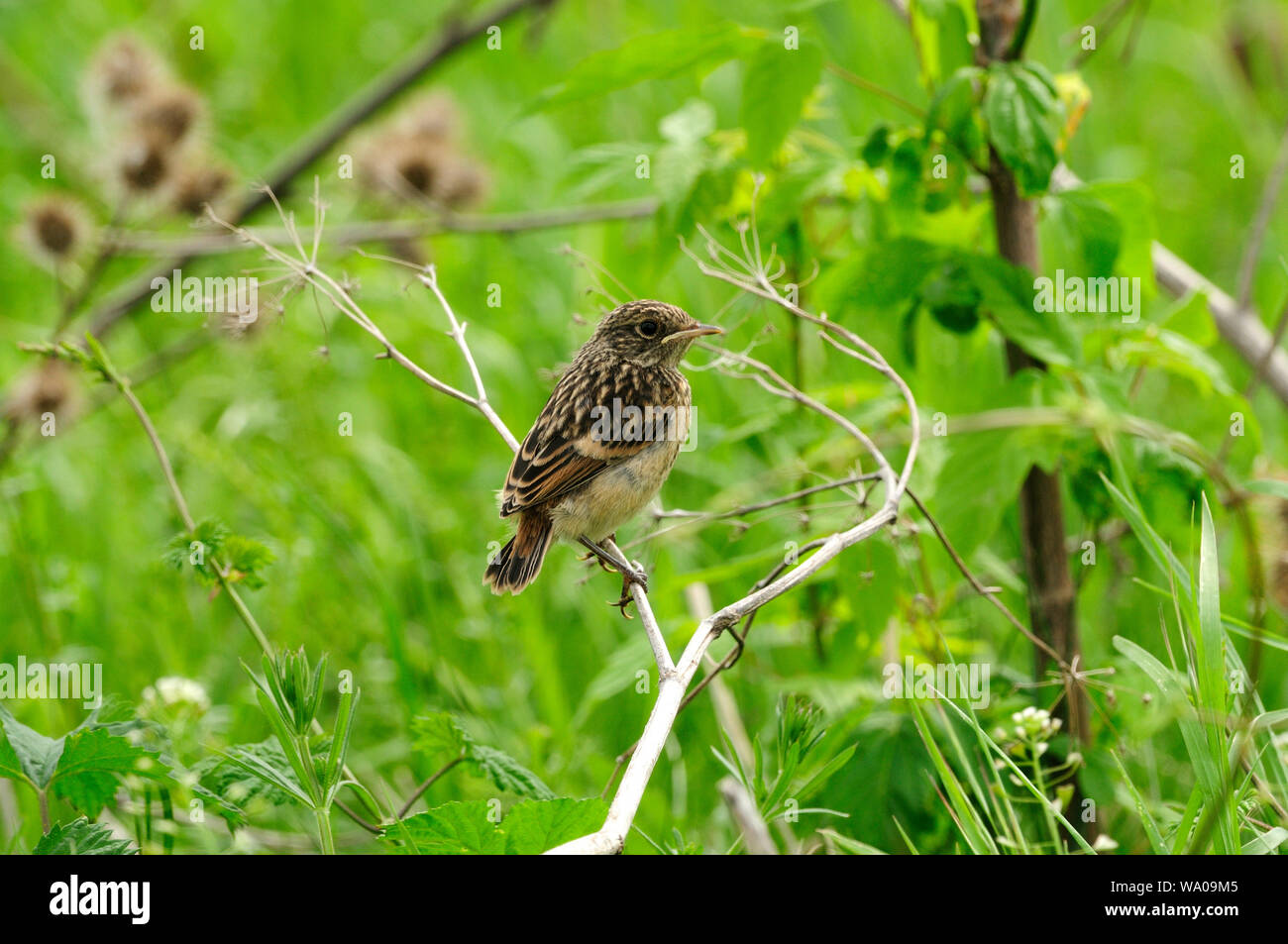 Juvenile stonechat High Resolution Stock Photography and Images - Alamy