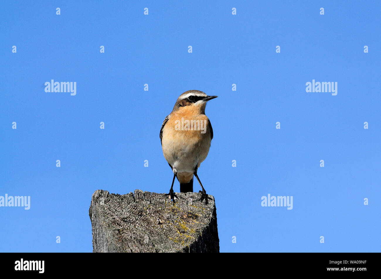 Alp bird hi-res stock photography and images - Alamy