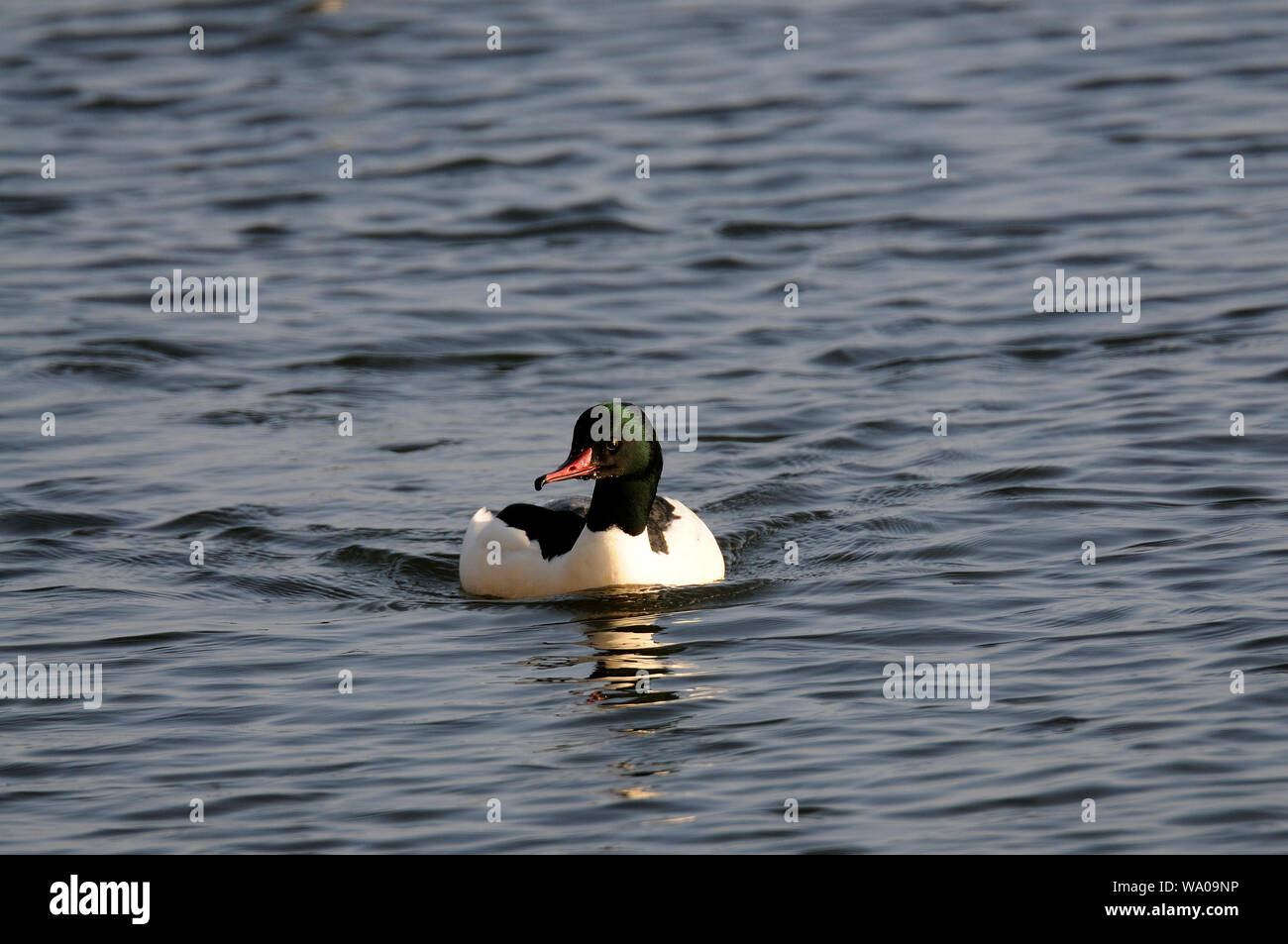 Stafa hi-res stock photography and images - Alamy
