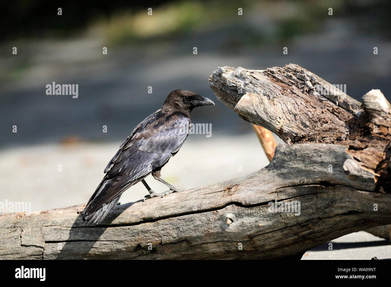 Juvenile hooded crow hi-res stock photography and images - Alamy