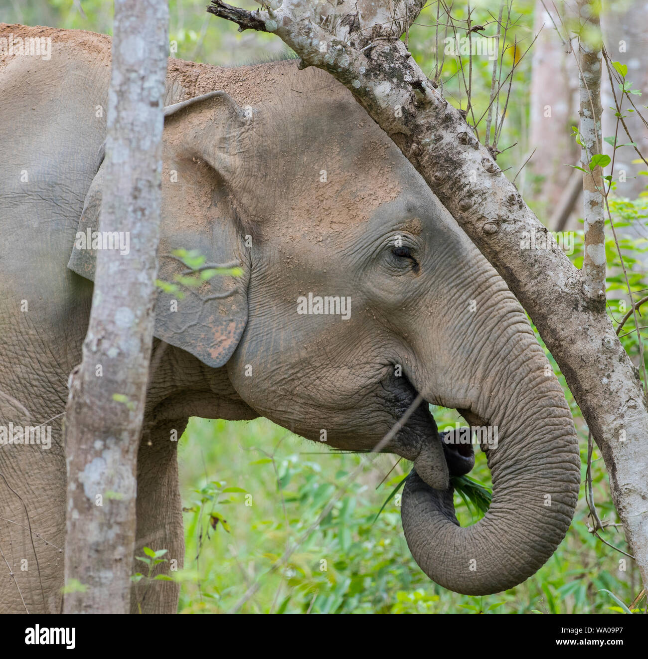 Asian elephant wild hi-res stock photography and images - Alamy