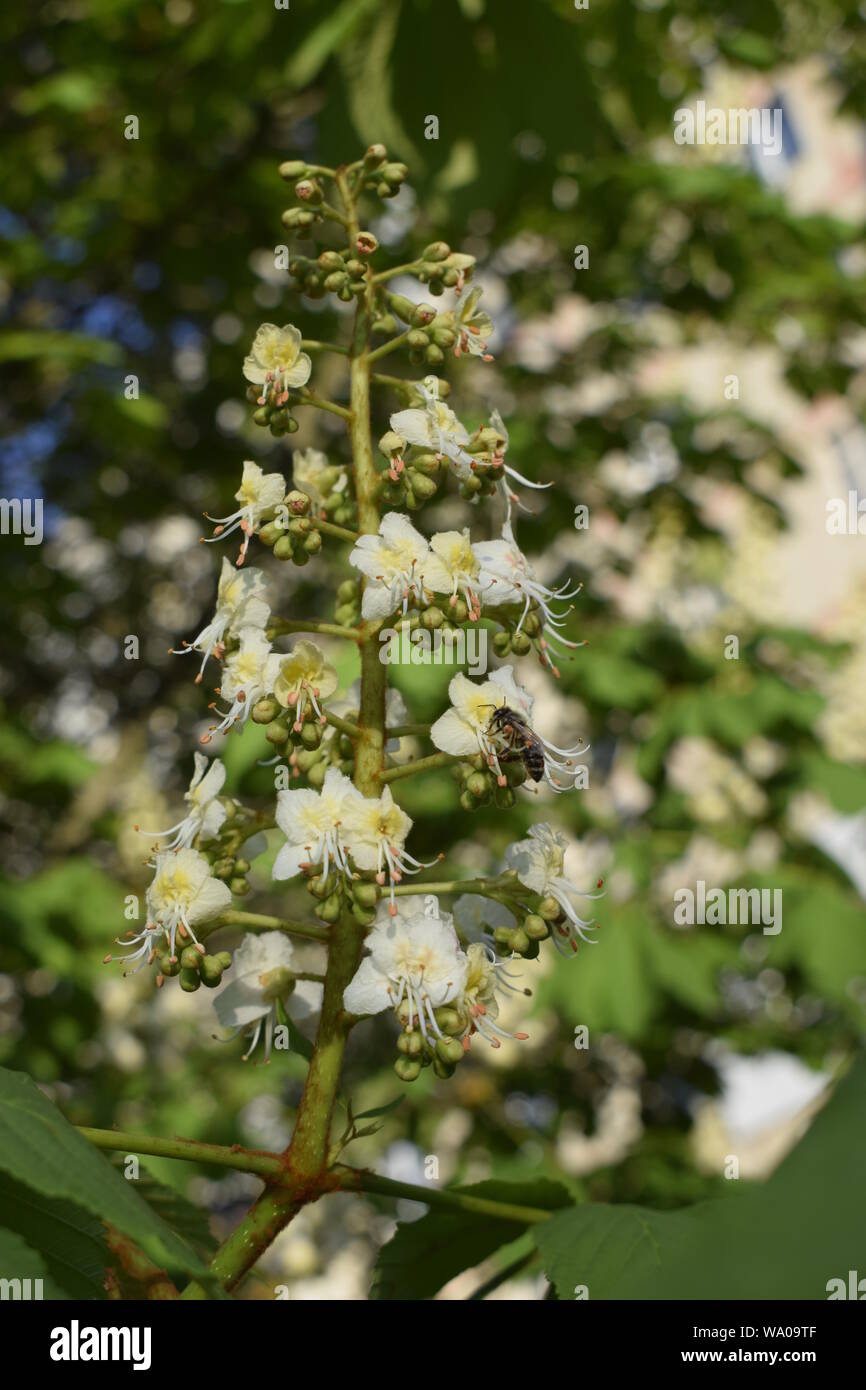 White chestnut blossom with tiny tender flowers and green leaves ...