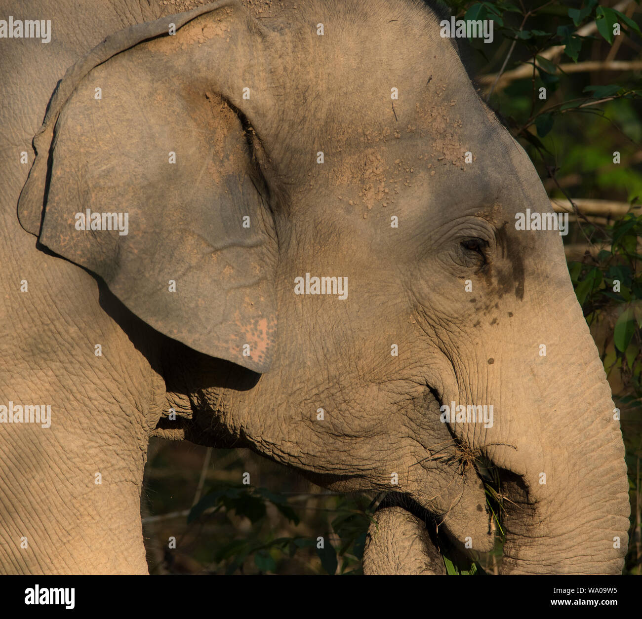 Elephants thailand national parks hi-res stock photography and images ...
