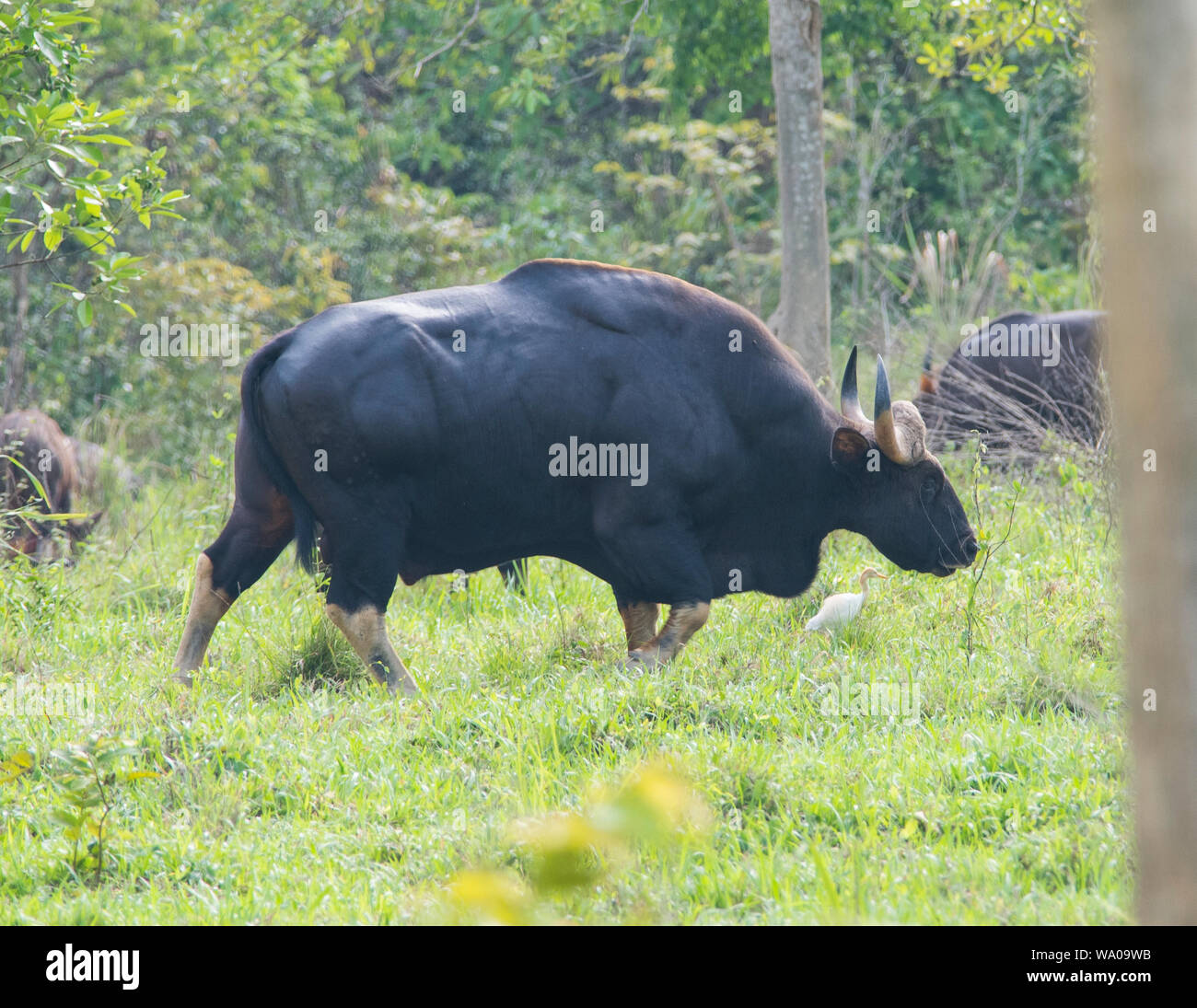 Wild indian gaur largest cattle hi-res stock photography and images - Alamy
