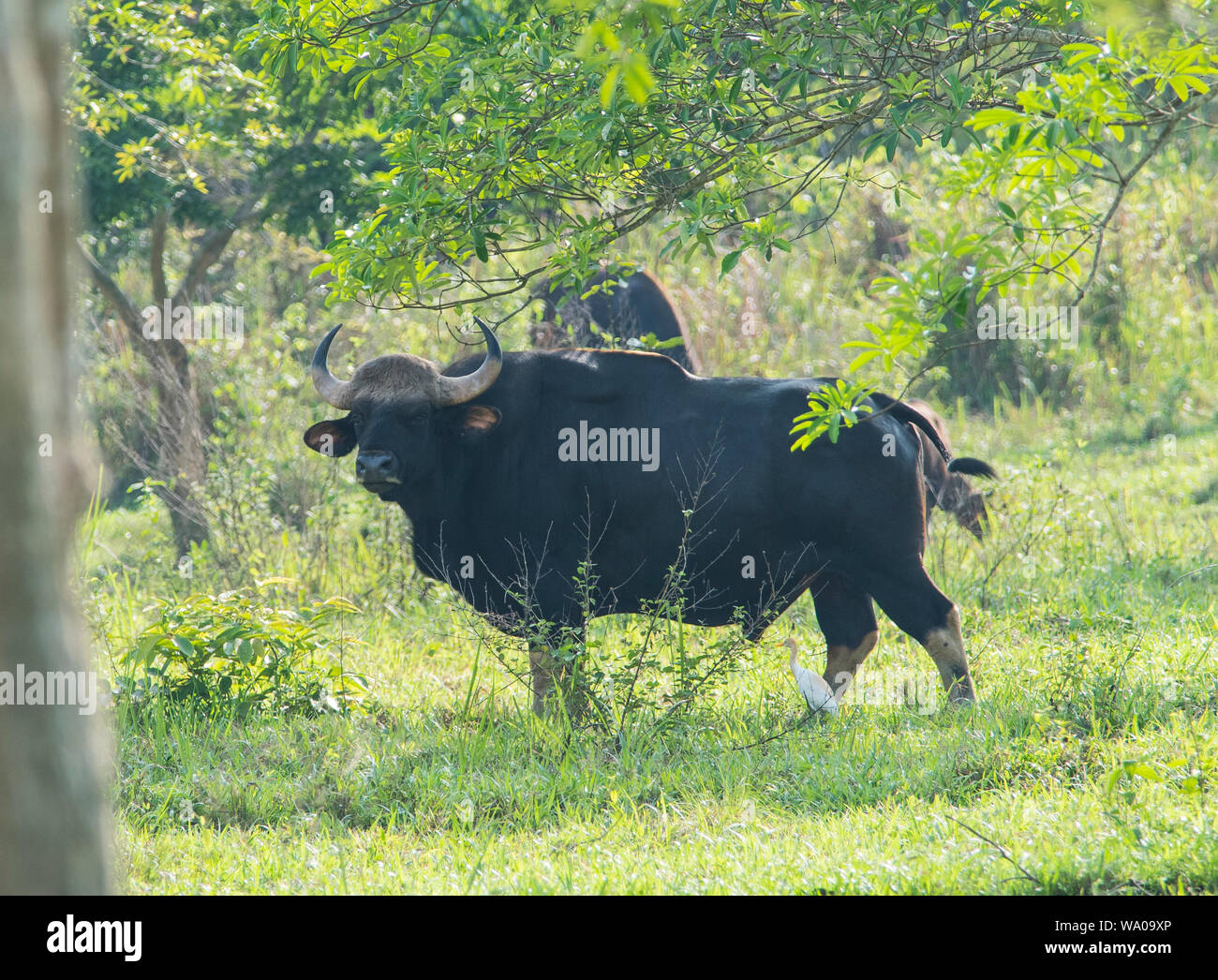 Bos gaurus at kui buri np thailand hi-res stock photography and images ...
