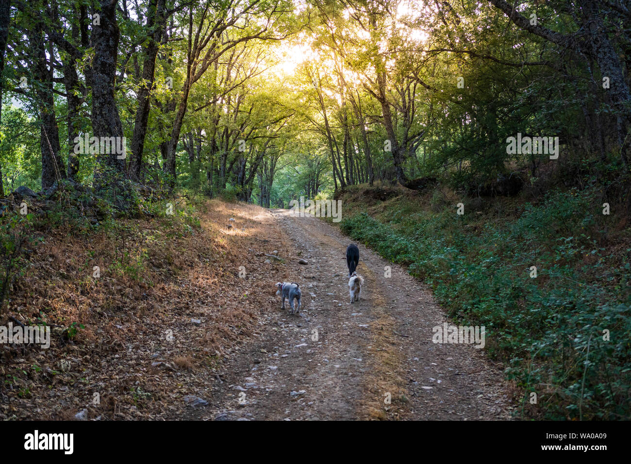 Three dogs walking on a path through the forest at sunset Stock Photo ...