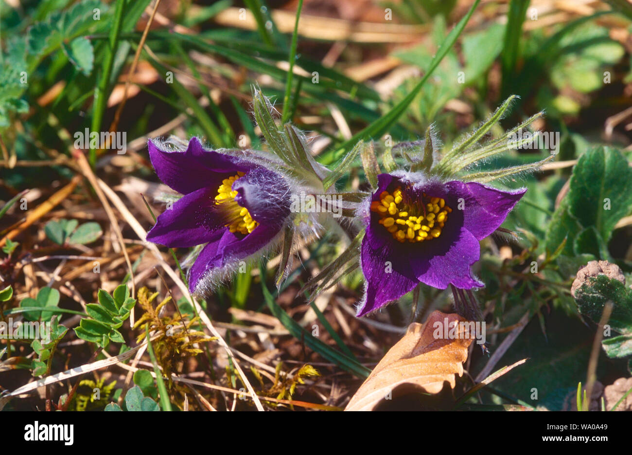 Pasque flower, Pulsatilla vulgaris, Ranunculaceae, flower, blossoms ...