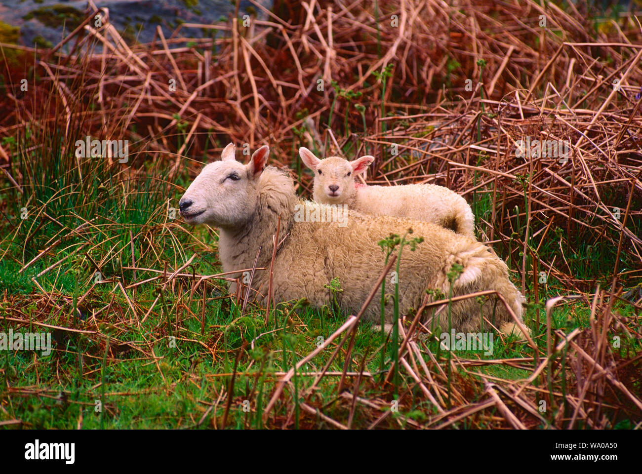 Animal lamb sheep hi-res stock photography and images - Alamy