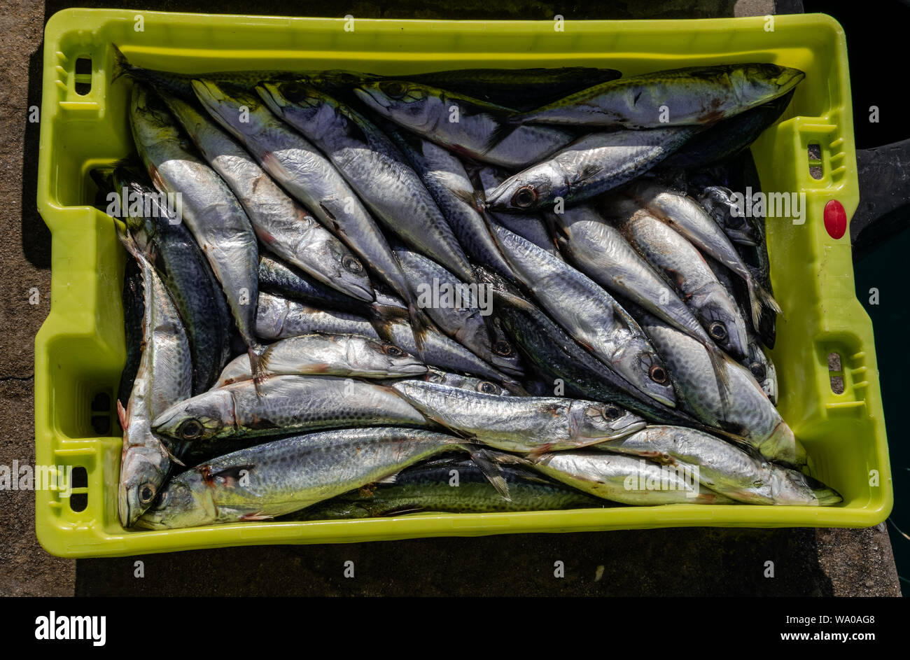 Scombrus scombrus hi-res stock photography and images - Alamy