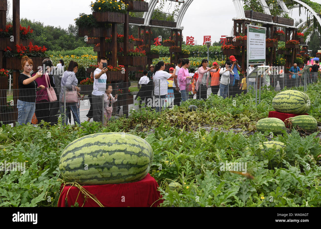 Giant watermelons hi-res stock photography and images - Alamy