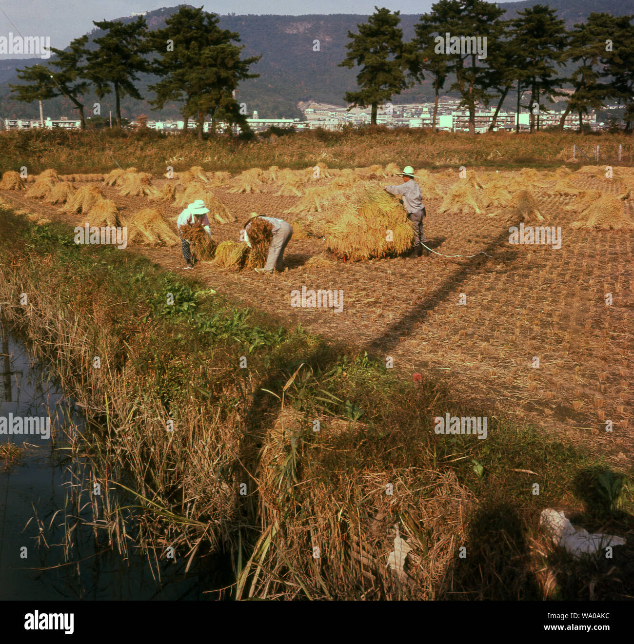 Ancient Chinese People Farming