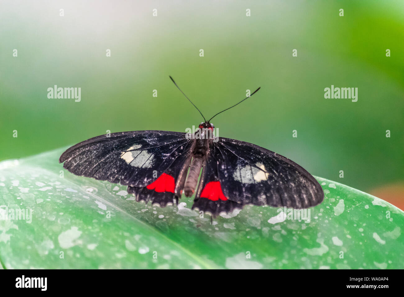 Parides iphidamas on flower hi-res stock photography and images - Alamy
