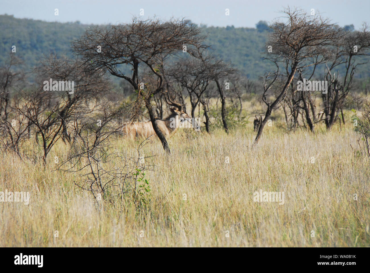 A beautiful landscape of the South African bush with a majestic Greater ...