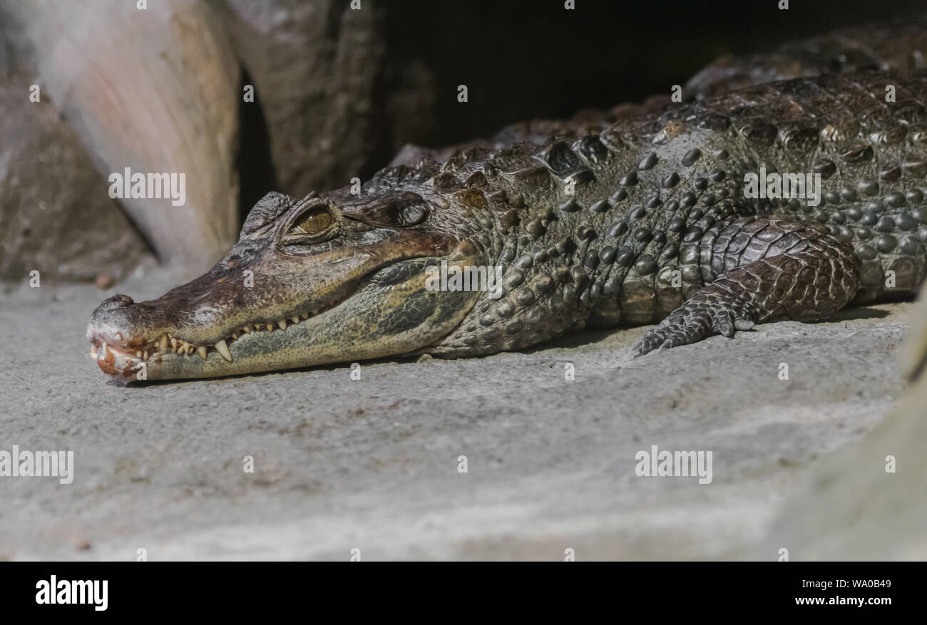spectacled caiman portrait (Caiman crocodilus Stock Photo - Alamy