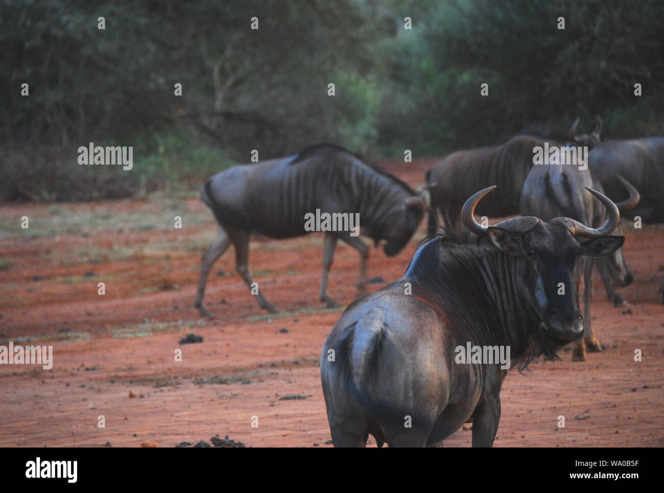 South African Safari- A group of odd looking Wildebeest mixing it up at ...