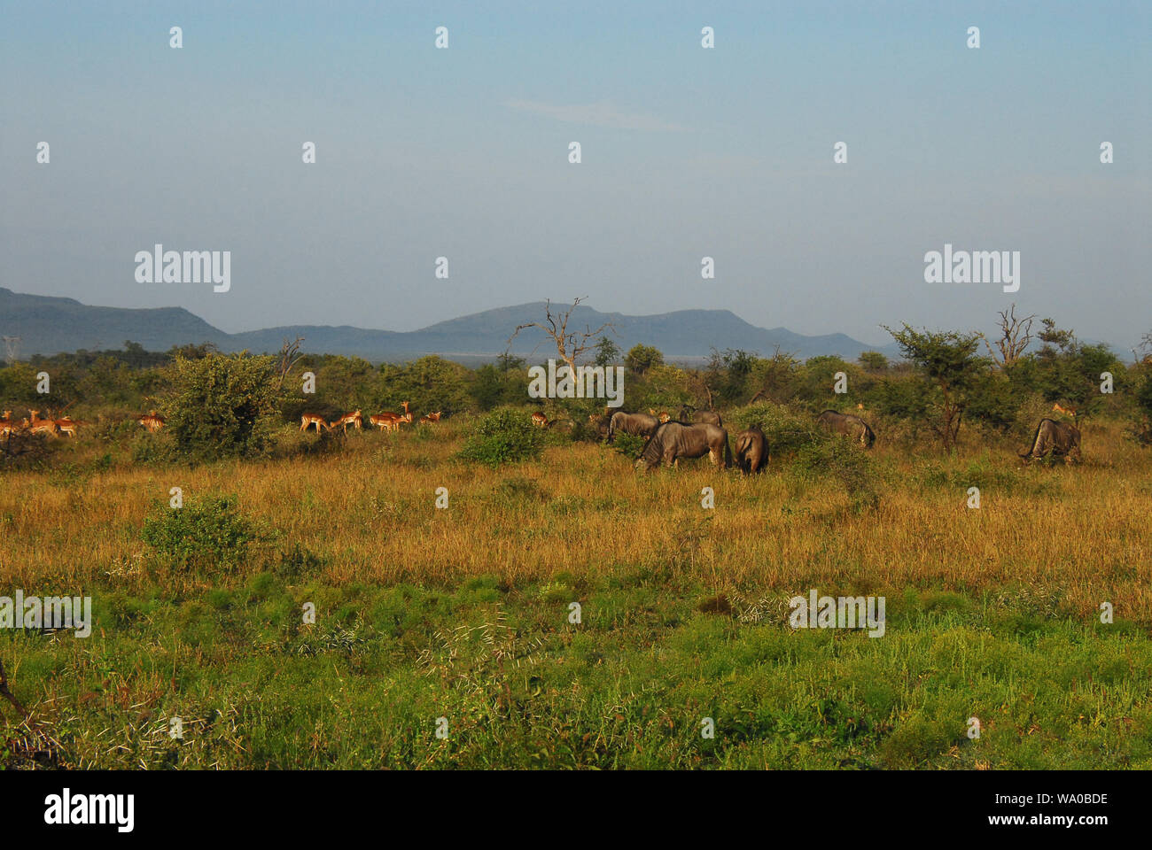 South African Safari- A panoramic landscape of antelopes and Wildebeest ...