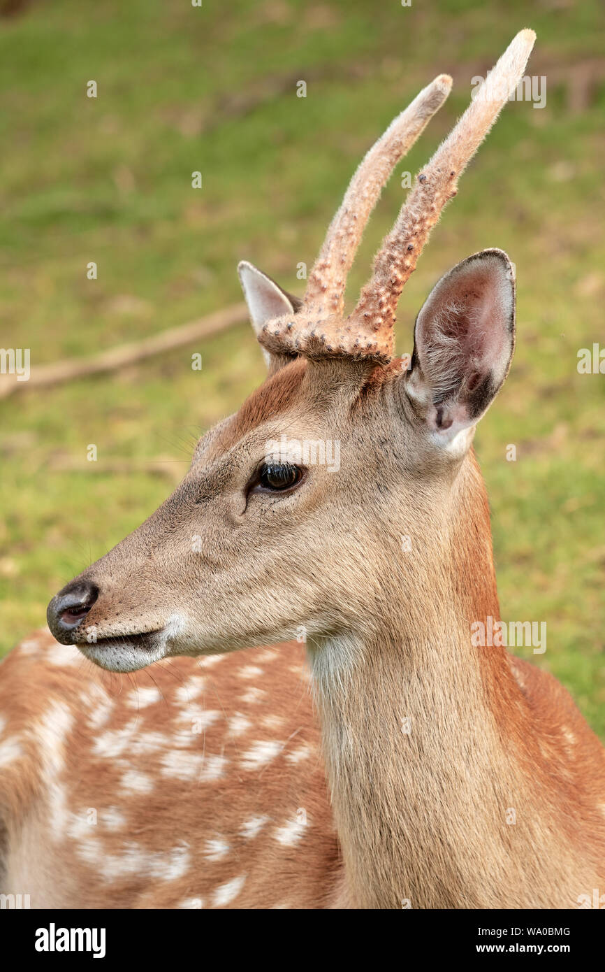 Male fallow deer close-up portrait and nature background (Dama dama ...