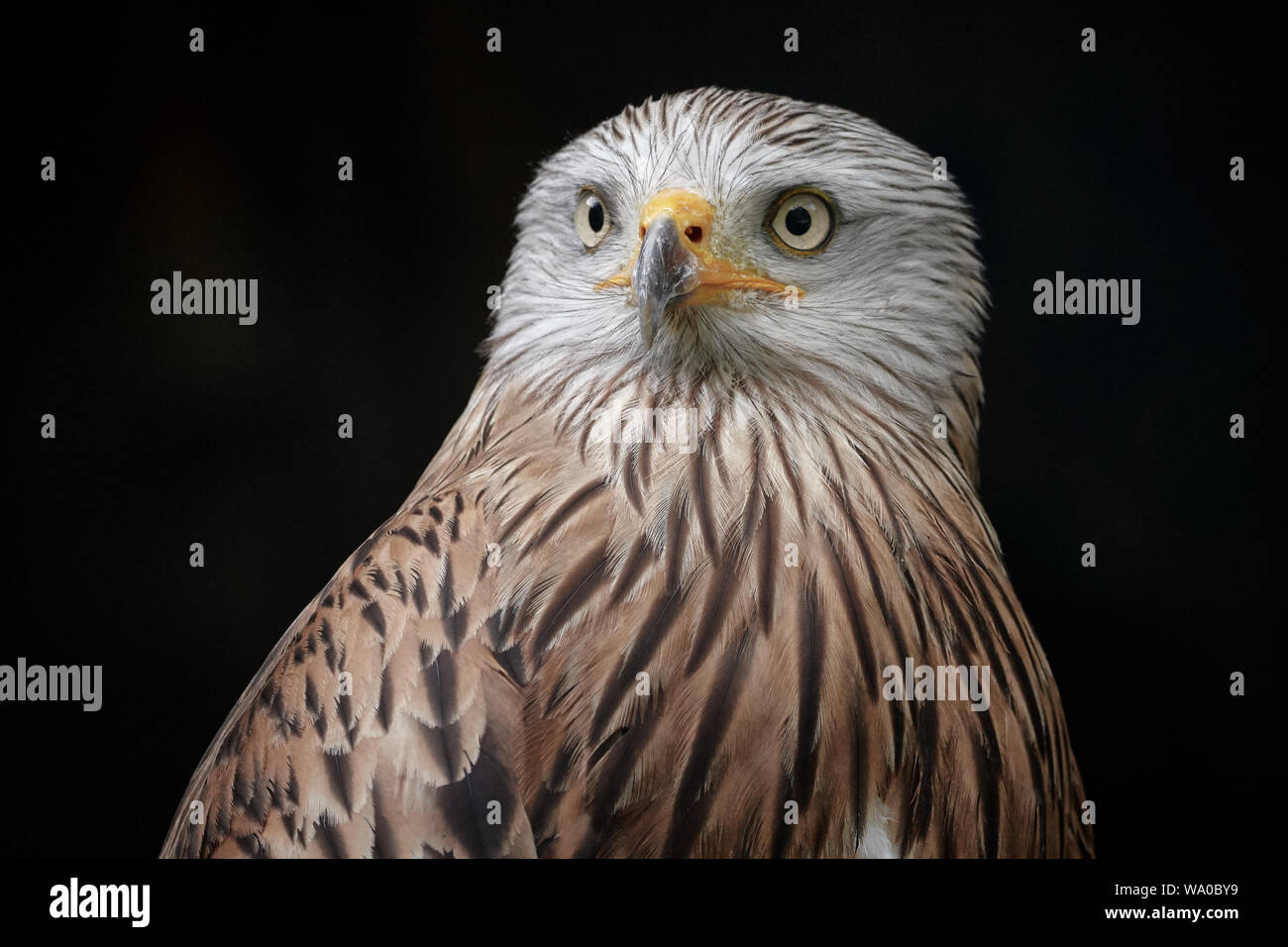 Eagle feathers hi-res stock photography and images - Alamy