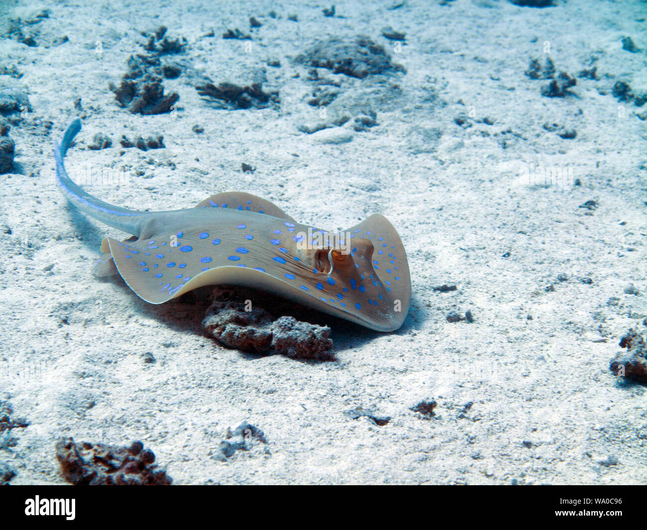 stingray red sea Stock Photo - Alamy