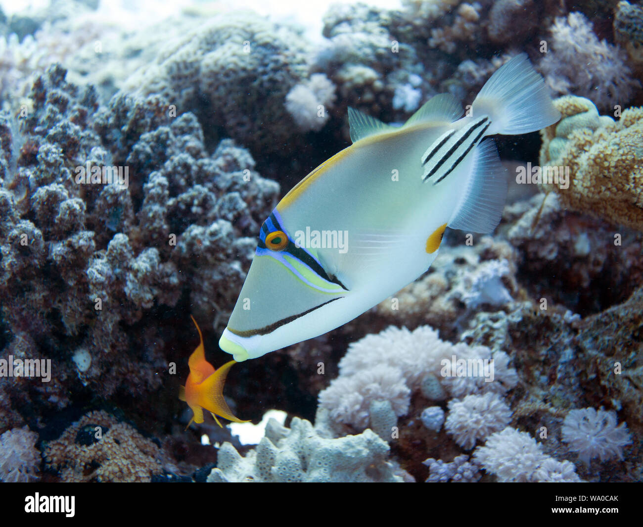 picasso fish red sea Stock Photo - Alamy